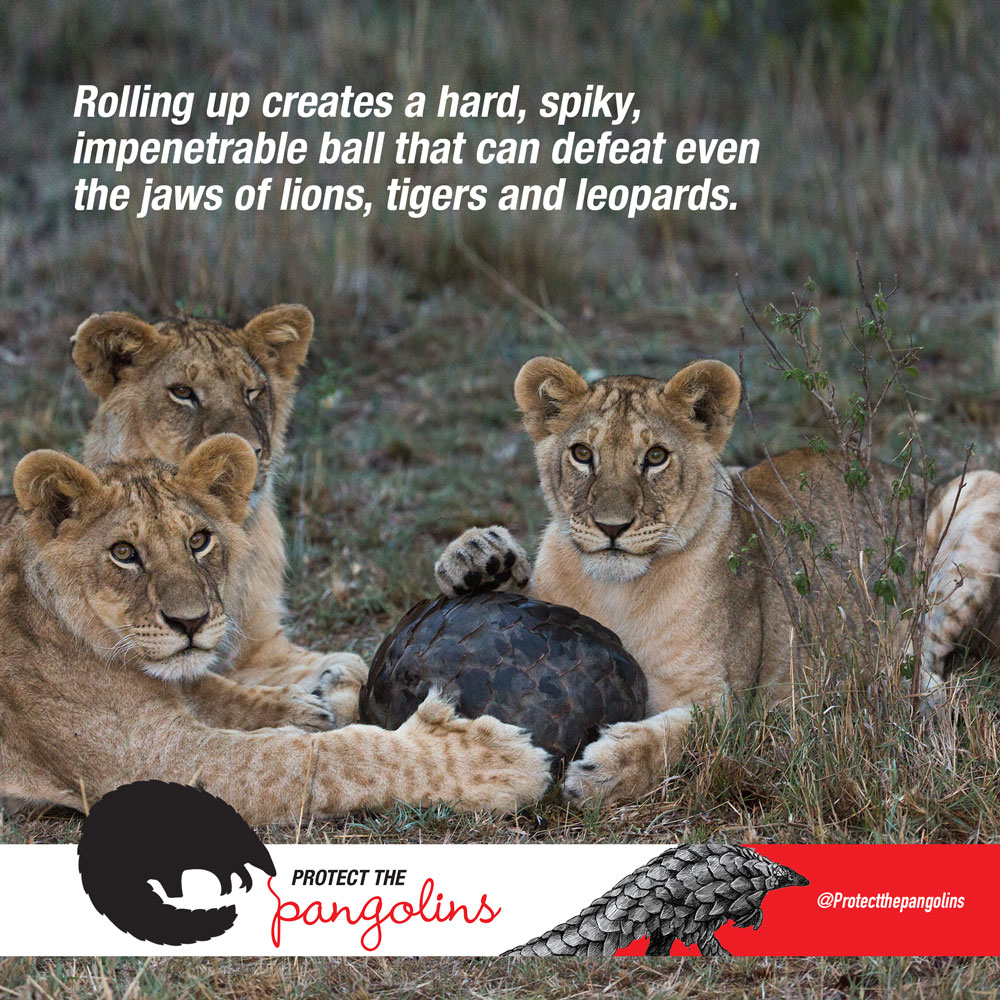 The Pangolin’s Defensive Mechanism - Conservation Careers Zambia